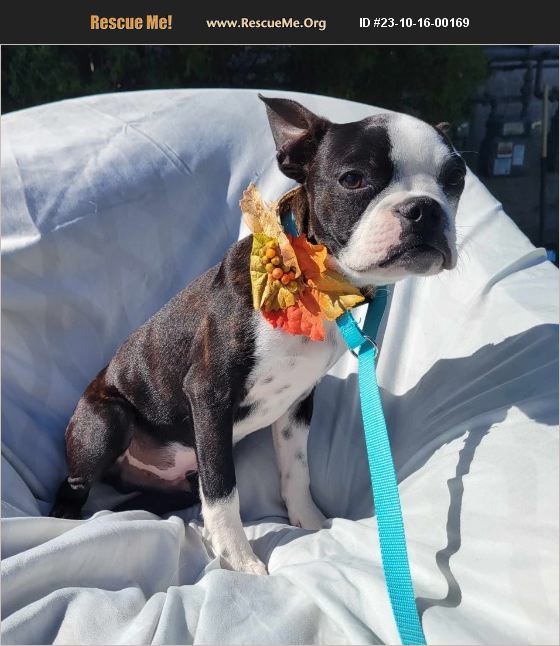 ADOPT 23101600169 ~ Boston Terrier Rescue ~ Muskego, WI
