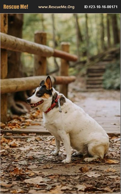 ADOPT 23101600171 ~ Australian Cattle Dog Rescue ~ Muskego, WI