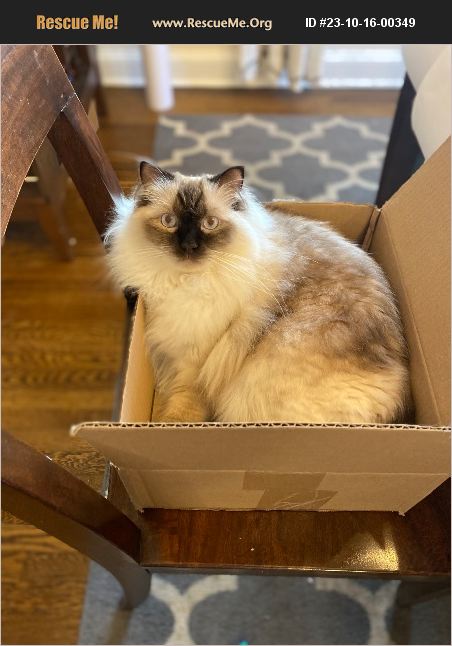 ADOPT 23101600349 ~ Ragdoll Rescue ~ Havertown, PA
