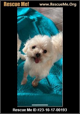 - Florida Maltese Rescue - ADOPTIONS - Rescue Me!