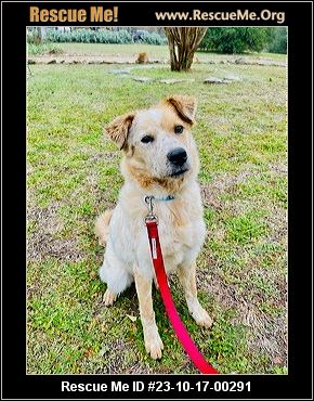 - Texas Australian Shepherd Rescue - ADOPTIONS - Rescue Me!