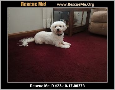 - Virginia Maltese Rescue - ADOPTIONS - Rescue Me!