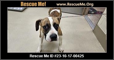 - Georgia Boxer Rescue - ADOPTIONS - Rescue Me!