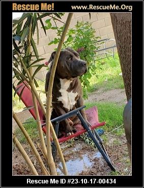 - Arizona Pit Bull Rescue - ADOPTIONS - Rescue Me!