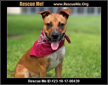 - Florida Black Mouth Cur Rescue - ADOPTIONS - Rescue Me!