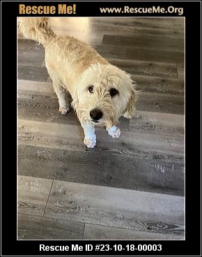 - California Poodle Rescue - ADOPTIONS - Rescue Me!