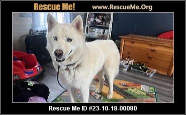 - Michigan Siberian Husky Rescue - ADOPTIONS - Rescue Me!