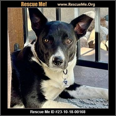 - Colorado Border Collie Rescue - ADOPTIONS - Rescue Me!