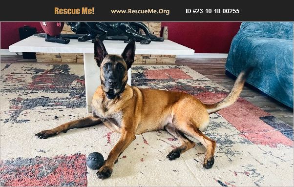 ADOPT 23101800255 ~ Belgian Malinois Rescue ~ Indianapolis, IN