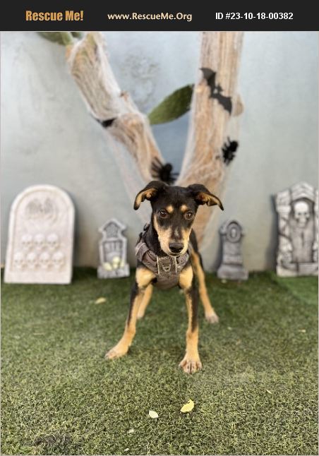 ADOPT 23101800382 ~ German Pinscher Rescue ~ Carlsbad, CA