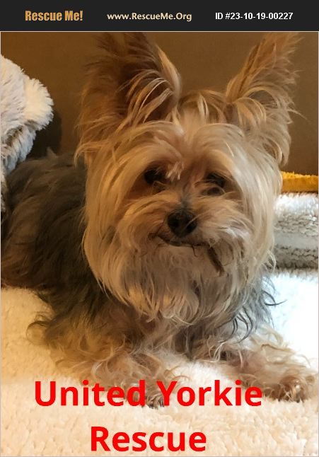 ADOPT 23101900227 ~ Yorkie Rescue ~ Texas