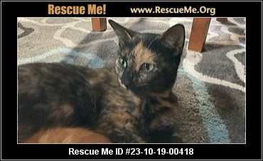 - Massachusetts Cat Rescue - ADOPTIONS - Rescue Me!