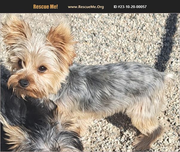 ADOPT 23102000057 ~ Yorkie Rescue ~ Los Angeles, CA