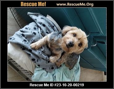 - California Yorkie Rescue - ADOPTIONS - Rescue Me!