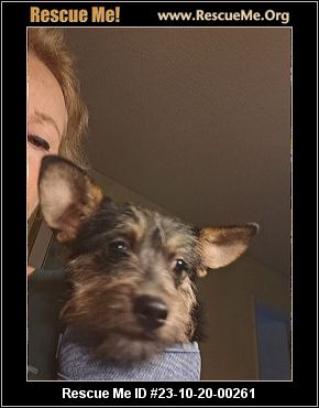 - North Carolina Maltese Rescue - ADOPTIONS - Rescue Me!