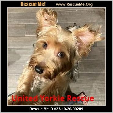 - California Yorkie Rescue - ADOPTIONS - Rescue Me!