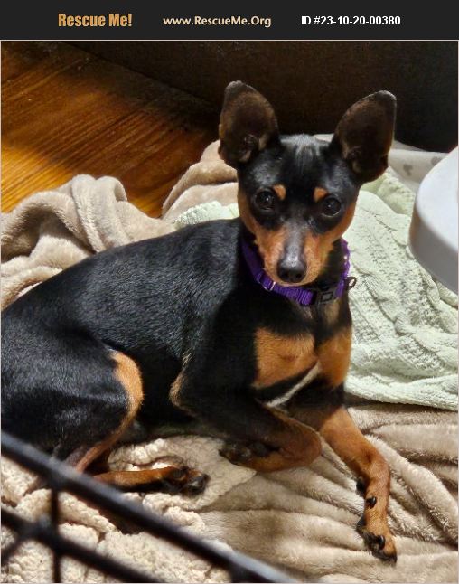 ADOPT 23102000380 ~ Miniature Pinscher Rescue ~ Martinsville, IN