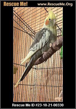 - Washington Pet Bird Rescue - ADOPTIONS - Rescue Me!
