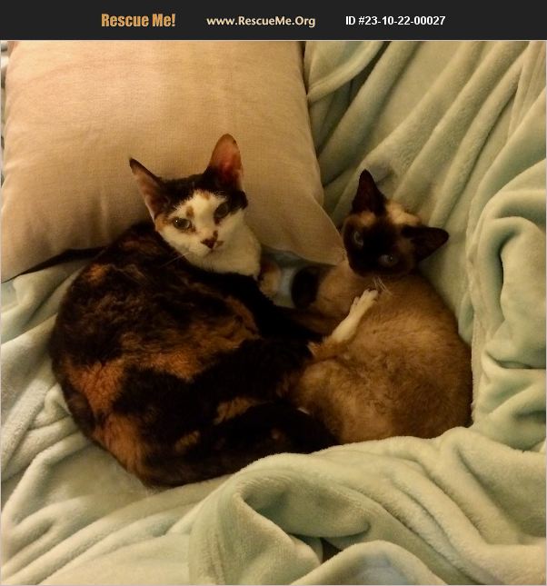 ADOPT 23102200027 ~ Devon Rex Rescue ~ Culver City, CA