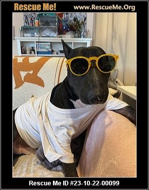 - California Bull Terrier Rescue - ADOPTIONS - Rescue Me!
