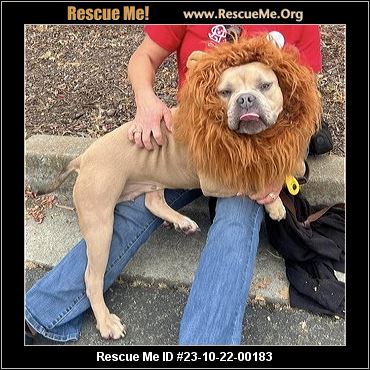 - California American Bulldog Rescue - ADOPTIONS - Rescue Me!