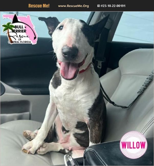 ADOPT 23102200191 ~ Bull Terrier Rescue ~ Orlando, FL