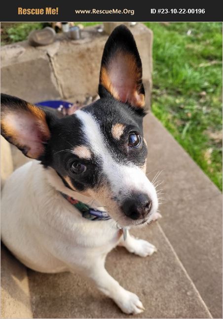 ADOPT 23102200196 ~ Rat Terrier Rescue ~ Tigerton, WI