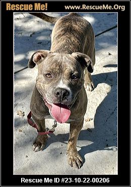 - California Pit Bull Rescue - ADOPTIONS - Rescue Me!