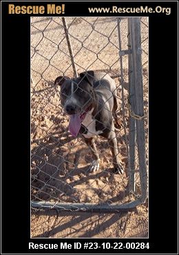 - California Pit Bull Rescue - ADOPTIONS - Rescue Me!