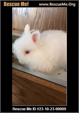 - Illinois Rabbit Rescue - ADOPTIONS - Rescue Me!