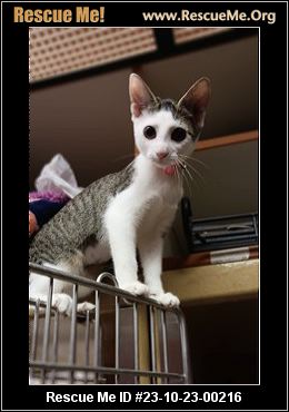 - Florida Cat Rescue - ADOPTIONS - Rescue Me!