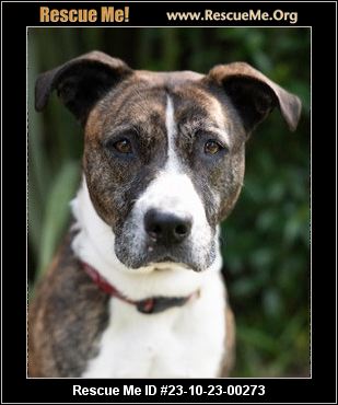 - California Pit Bull Rescue - ADOPTIONS - Rescue Me!