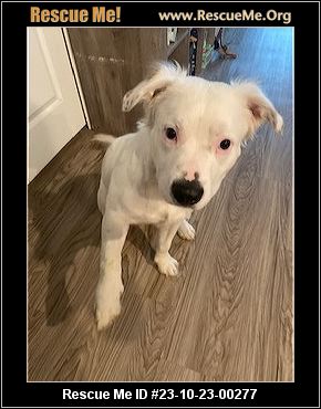 - Florida Border Collie Rescue - ADOPTIONS - Rescue Me!