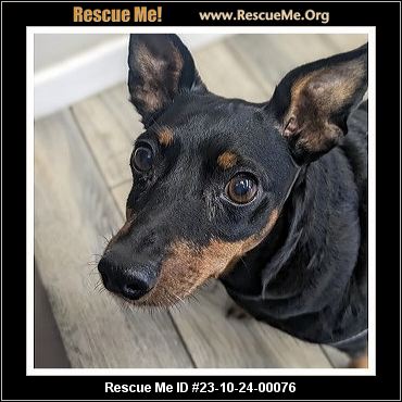 - Florida Miniature Pinscher Rescue - ADOPTIONS - Rescue Me!