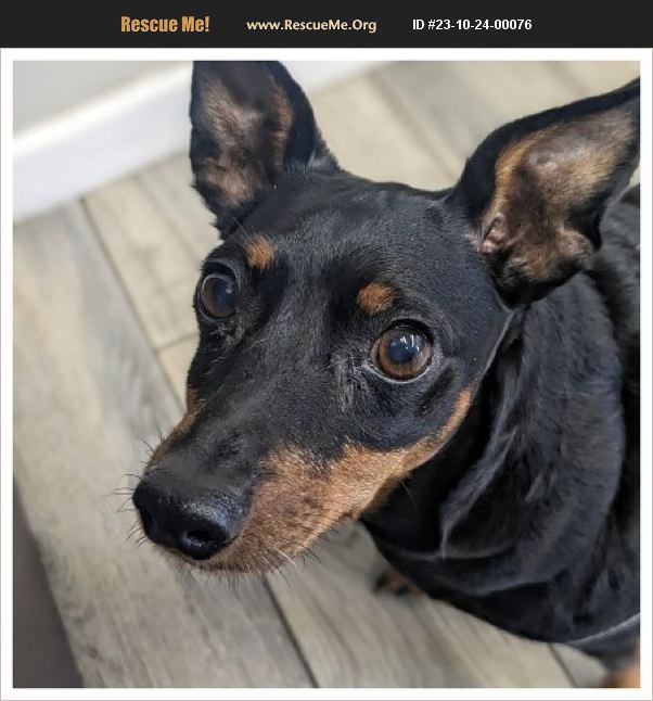 ADOPT 23102400076 ~ Miniature Pinscher Rescue ~ Tavares, FL