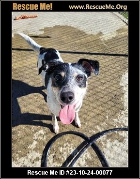 - Oregon Dog Rescue - ADOPTIONS - Rescue Me!