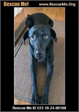- Colorado Lab Rescue - ADOPTIONS - Rescue Me!