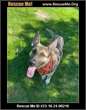 - Rhode Island Dog Rescue - ADOPTIONS - Rescue Me!