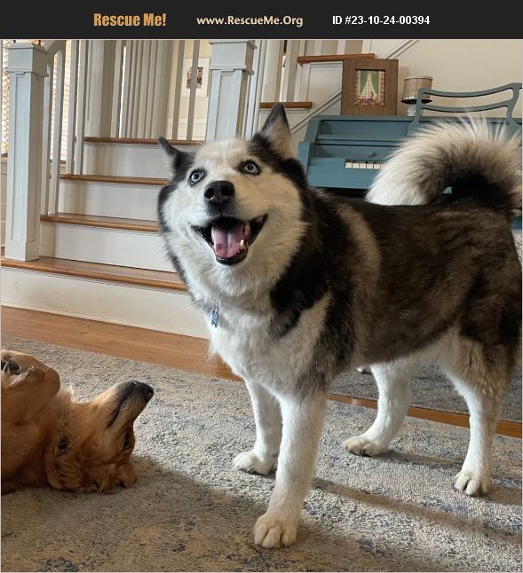 ADOPT 23102400394 ~ Siberian Husky Rescue ~ Portland, OR