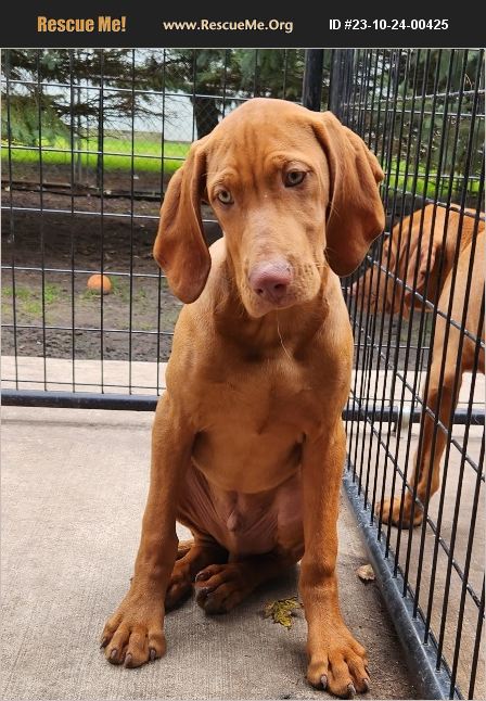 ADOPT 23102400425 ~ Vizsla Rescue ~ Liberty Center, OH