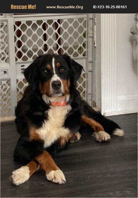 ADOPT 23102500161 ~ Bernese Mountain Dog Rescue ~ Cocoa, FL