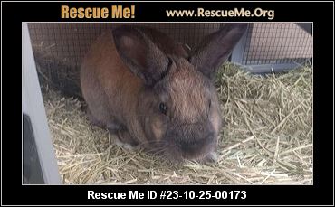 - California Rabbit Rescue - ADOPTIONS - Rescue Me!