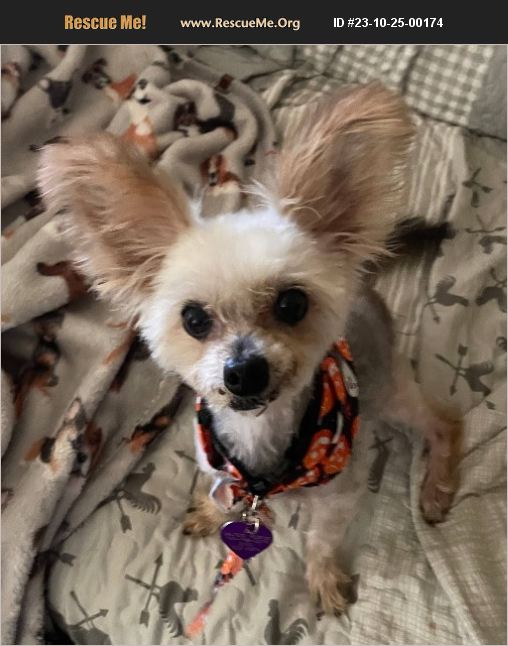 ADOPT 23102500174 ~ Yorkie Rescue ~ Los Angeles, CA