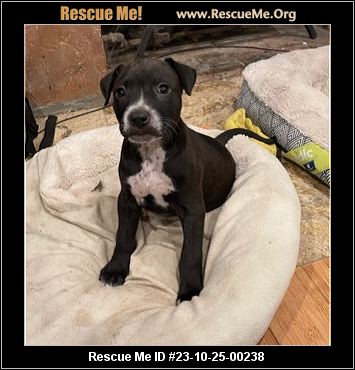 - California American Bulldog Rescue - ADOPTIONS - Rescue Me!