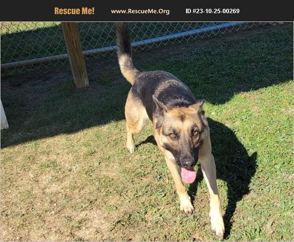 ADOPT 23102500269 ~ German Shepherd Rescue ~ cambridge, OH