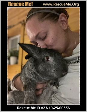 - Illinois Rabbit Rescue - ADOPTIONS - Rescue Me!