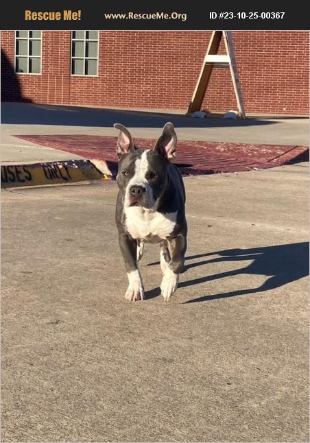 ADOPT 23102500367 ~ Pit Bull Rescue ~ Grand Prairie, TX