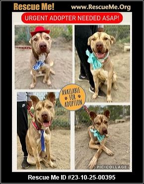 - California Pit Bull Rescue - ADOPTIONS - Rescue Me!
