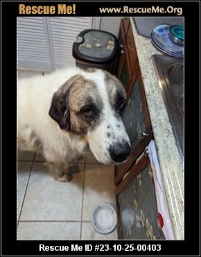 - Texas Saint Bernard Rescue - ADOPTIONS - Rescue Me!