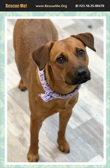 ADOPT 23102500470 ~ Rhodesian Ridgeback Rescue ~ Muskego, WI